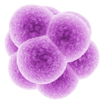 In Vitro Fertilization (IVF) Equipment Manufacturer | Esco Medical