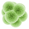 In Vitro Fertilization (IVF) Equipment Manufacturer | Esco Medical